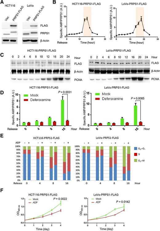 Cell-Cycle–Dependent Phosphorylation of PRPS1 Fuels Nucleotide ...