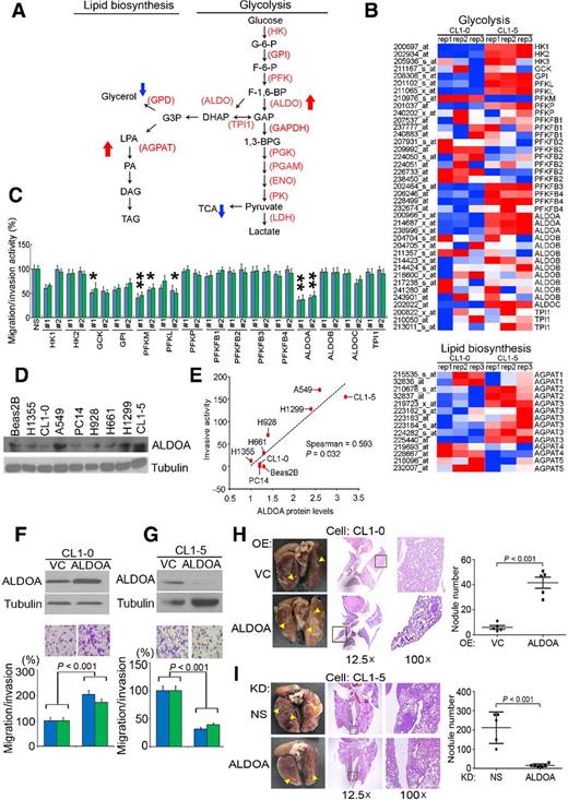 Therapeutic Targeting of Aldolase A Interactions Inhibits Lung Cancer ...