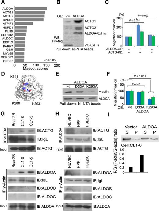 Therapeutic Targeting of Aldolase A Interactions Inhibits Lung Cancer ...
