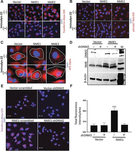Metastasis Suppressors NME1 and NME2 Promote Dynamin 2 Oligomerization ...