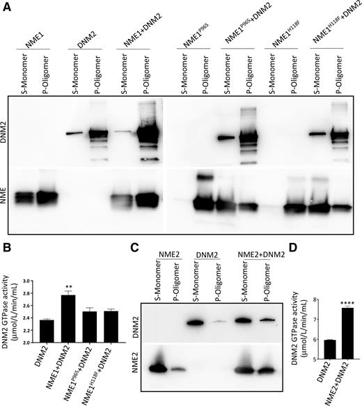 Metastasis Suppressors NME1 and NME2 Promote Dynamin 2 Oligomerization ...