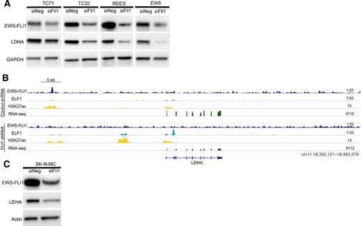 Targeting Glycolysis through Inhibition of Lactate Dehydrogenase ...