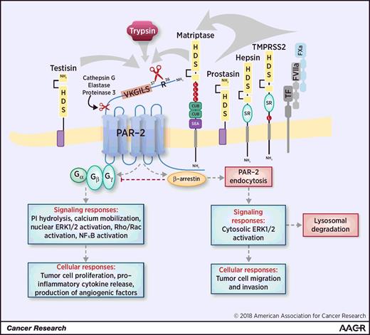 Membrane-Anchored Serine Proteases and Protease-Activated Receptor-2 ...