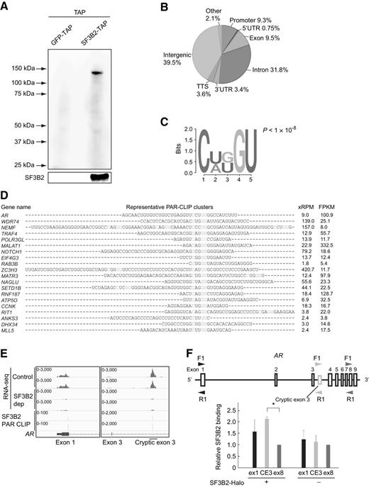 SF3B2-Mediated RNA Splicing Drives Human Prostate Cancer Progression ...