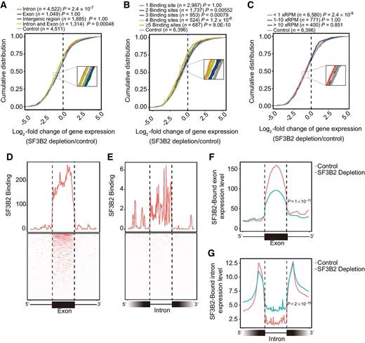 SF3B2-Mediated RNA Splicing Drives Human Prostate Cancer Progression ...