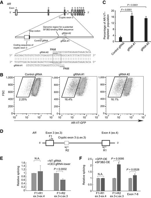 SF3B2-Mediated RNA Splicing Drives Human Prostate Cancer Progression ...