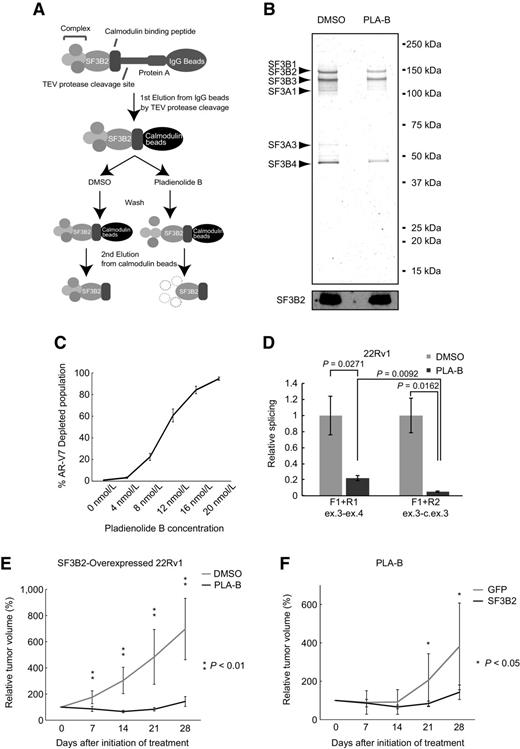 SF3B2-Mediated RNA Splicing Drives Human Prostate Cancer Progression ...