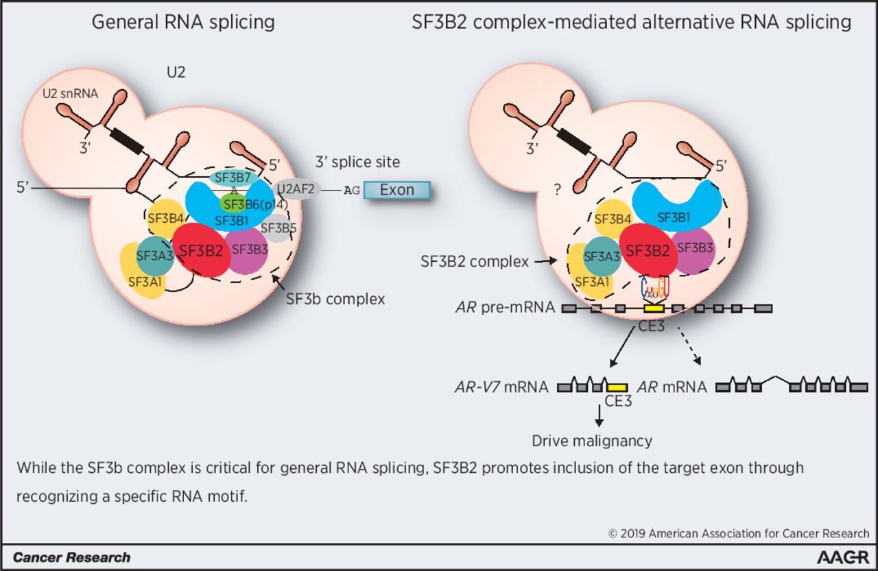 SF3B2-Mediated RNA Splicing Drives Human Prostate Cancer Progression ...