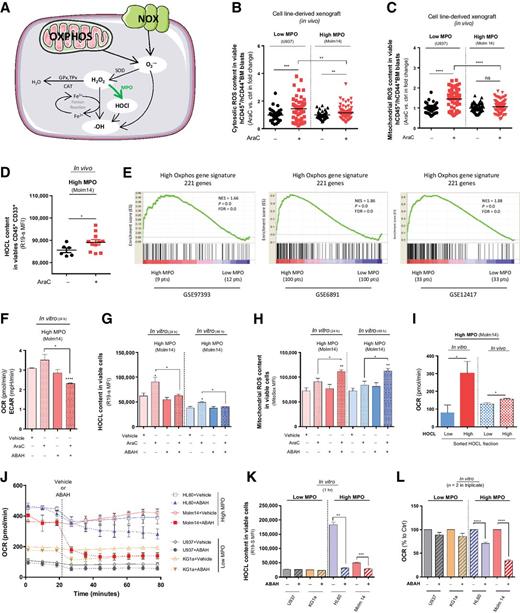Targeting Myeloperoxidase Disrupts Mitochondrial Redox Balance and ...