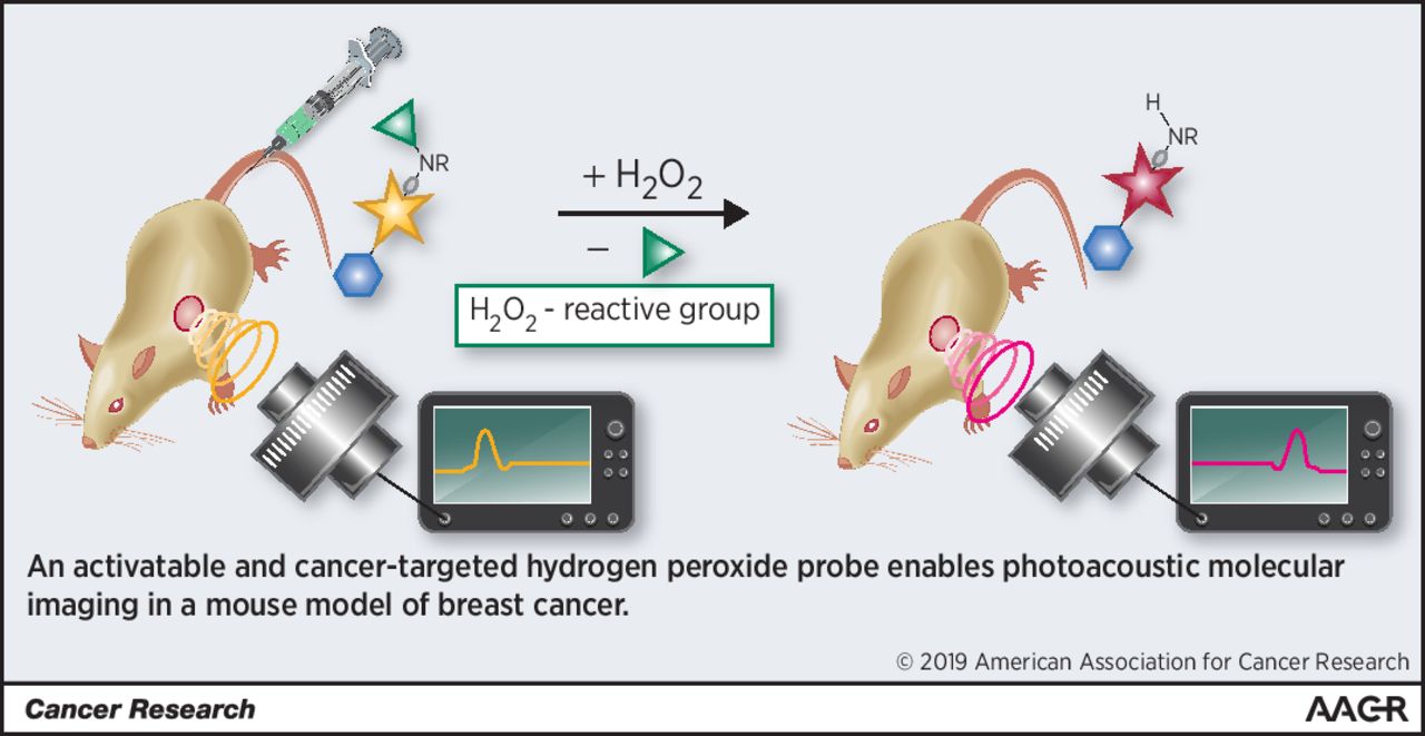 An Activatable Cancer-Targeted Hydrogen Peroxide Probe for ...