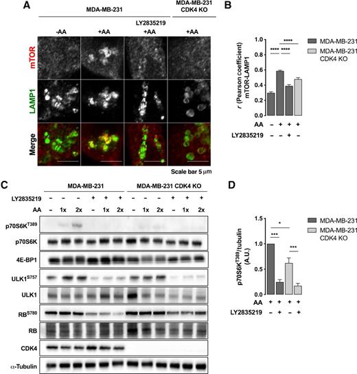 CDK4 Regulates Lysosomal Function and mTORC1 Activation to Promote ...