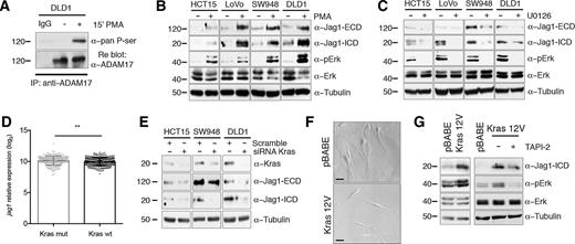 Kras/ADAM17-Dependent Jag1-ICD Reverse Signaling Sustains Colorectal ...