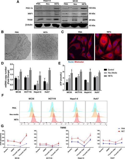 Neutrophil Extracellular Traps Drive Mitochondrial Homeostasis in ...
