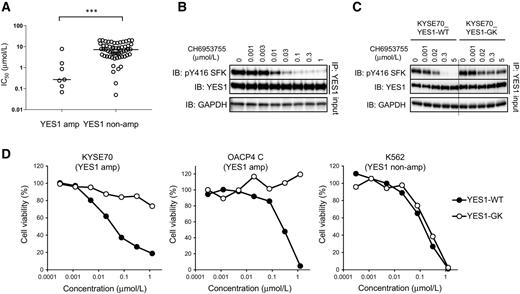 YES1 Is a Targetable Oncogene in Cancers Harboring YES1 Gene ...