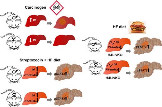 HNF4α-Deficient Fatty Liver Provides a Permissive Environment for Sex ...