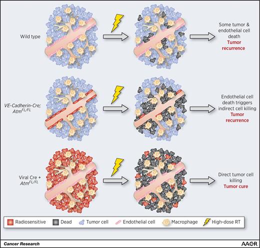 Establishing the Impact of Vascular Damage on Tumor Response to High ...