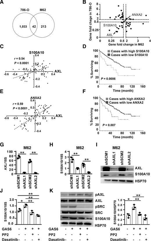 S100A10 Is a Critical Mediator of GAS6/AXL–Induced Angiogenesis in ...