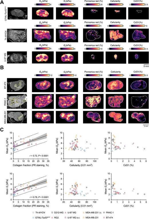 Investigating the Contribution of Collagen to the Tumor Biomechanical ...