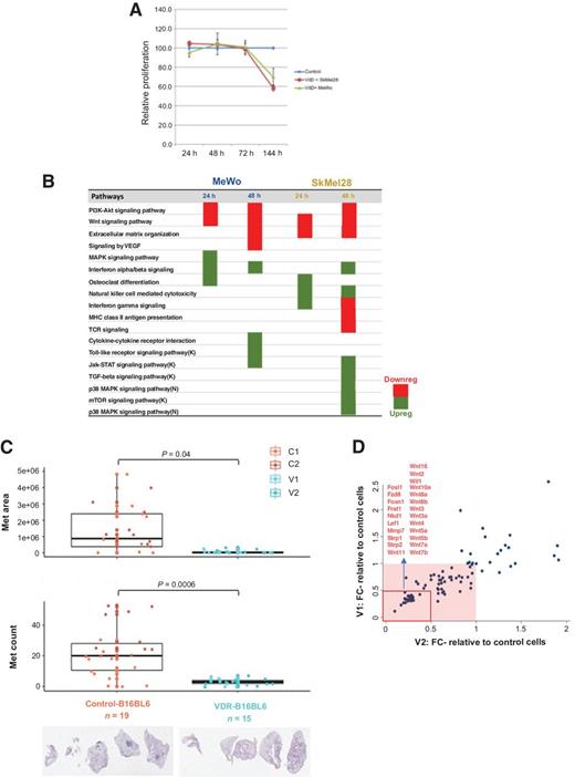 Vitamin D–VDR Signaling Inhibits Wnt/β-Catenin–Mediated Melanoma ...
