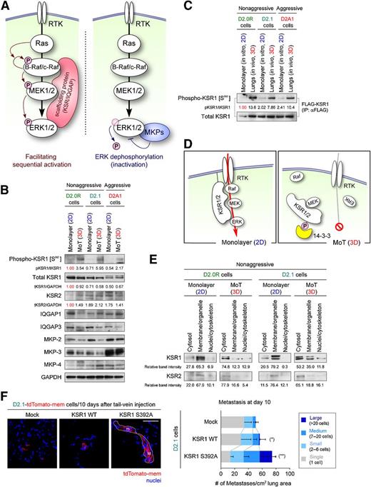 Syndecan-Mediated Ligation of ECM Proteins Triggers Proliferative ...