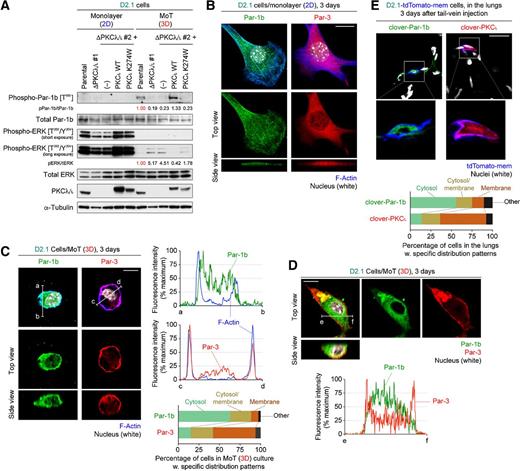 Syndecan-Mediated Ligation of ECM Proteins Triggers Proliferative ...