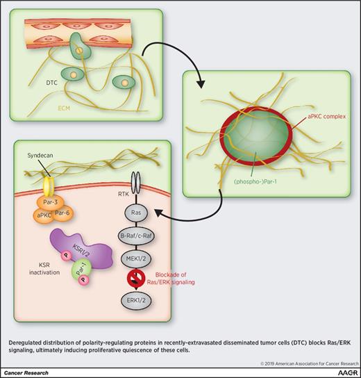 Syndecan-Mediated Ligation of ECM Proteins Triggers Proliferative ...
