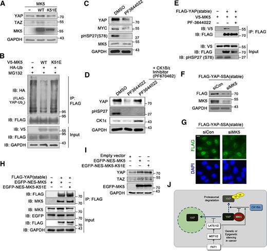 MK5 Regulates YAP Stability and Is a Molecular Target in YAP-Driven ...