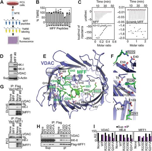 MFF Regulation of Mitochondrial Cell Death Is a Therapeutic Target in ...