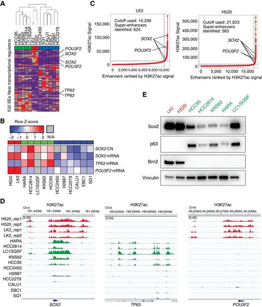 Epigenomic Profiling Discovers Trans-lineage SOX2 Partnerships Driving ...
