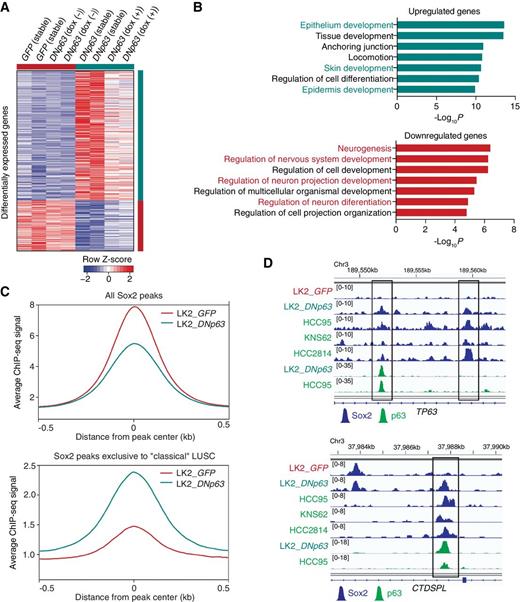 Epigenomic Profiling Discovers Trans-lineage SOX2 Partnerships Driving ...