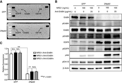 Epigenomic Profiling Discovers Trans-lineage SOX2 Partnerships Driving ...