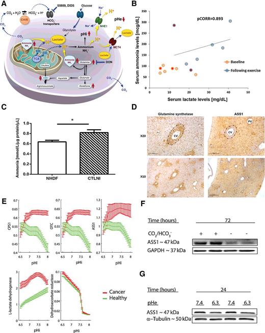 Acid-Induced Downregulation of ASS1 Contributes to the Maintenance of ...