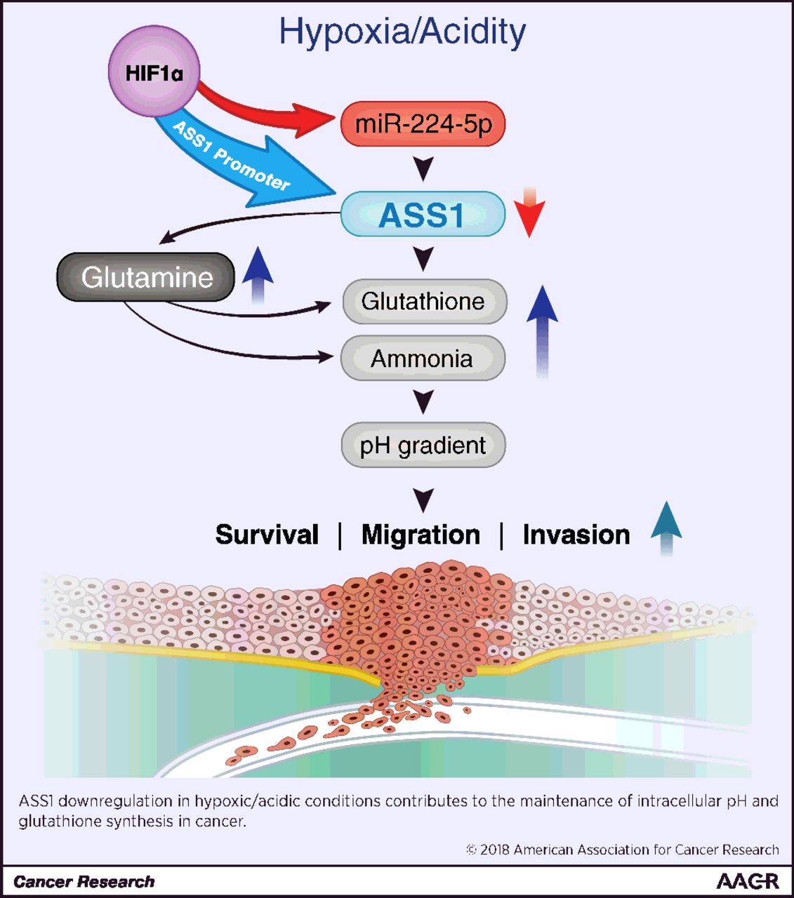 Acid-Induced Downregulation of ASS1 Contributes to the Maintenance of ...