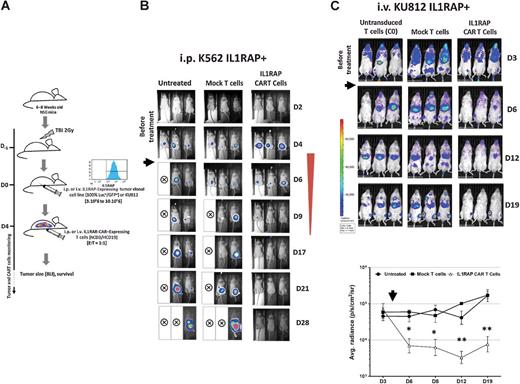 CML Hematopoietic Stem Cells Expressing IL1RAP Can Be Targeted by ...