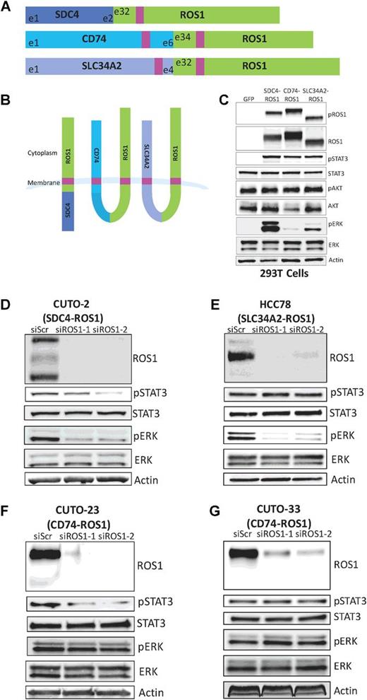 Differential Subcellular Localization Regulates Oncogenic Signaling by ...