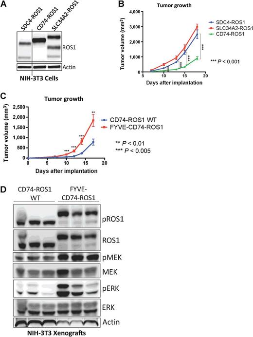 Differential Subcellular Localization Regulates Oncogenic Signaling by ...