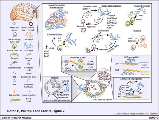 A Blazing Landscape: Neuroinflammation Shapes Brain Metastasis | Cancer ...