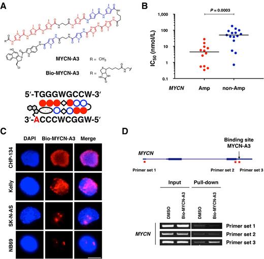 Direct Targeting of MYCN Gene Amplification by Site-Specific DNA ...