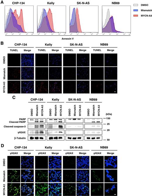 Direct Targeting of MYCN Gene Amplification by Site-Specific DNA ...