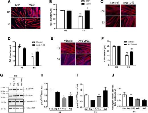 Mas Receptor Activation Slows Tumor Growth and Attenuates Muscle ...