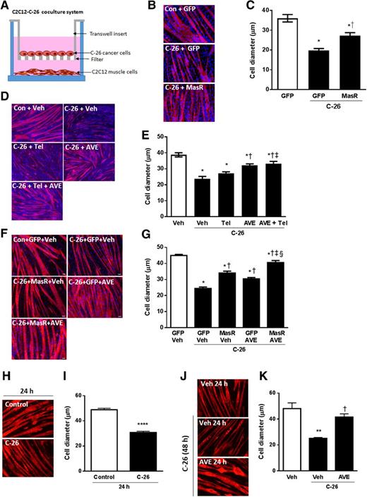Mas Receptor Activation Slows Tumor Growth and Attenuates Muscle ...