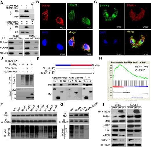 Hypermethylation of SHISA3 Promotes Nasopharyngeal Carcinoma Metastasis ...