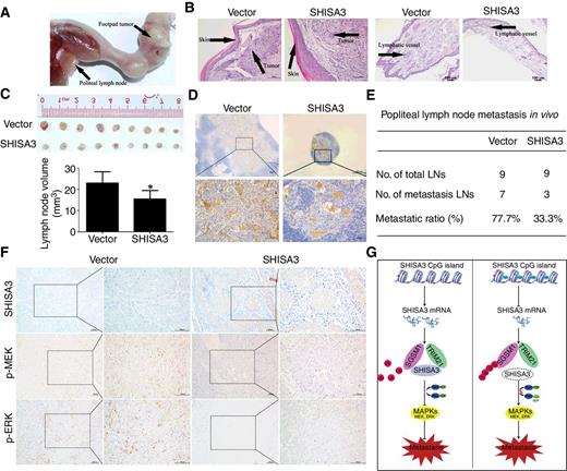 Hypermethylation of SHISA3 Promotes Nasopharyngeal Carcinoma Metastasis ...