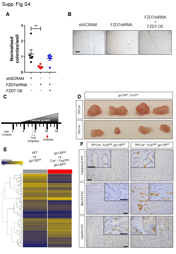 Frizzled-7 Is Required for Wnt Signaling in Gastric Tumors with and ...