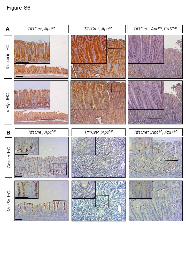 Frizzled-7 Is Required for Wnt Signaling in Gastric Tumors with and ...