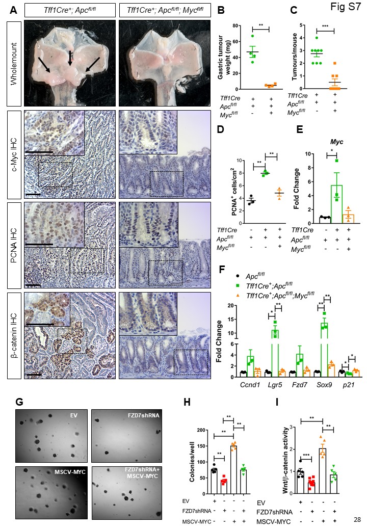 Frizzled-7 Is Required for Wnt Signaling in Gastric Tumors with and ...