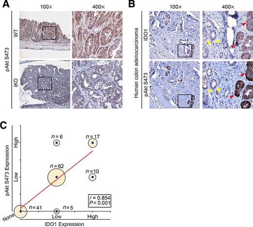 IDO1 and Kynurenine Pathway Metabolites Activate PI3K-Akt Signaling in ...