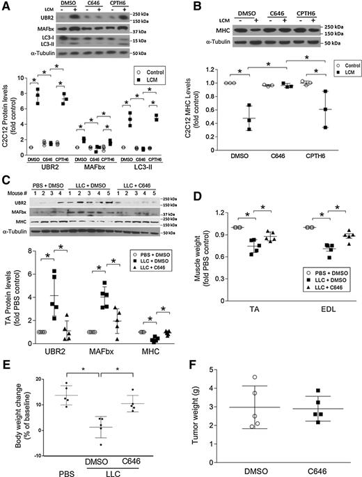 p300 Mediates Muscle Wasting in Lewis Lung Carcinoma | Cancer Research ...