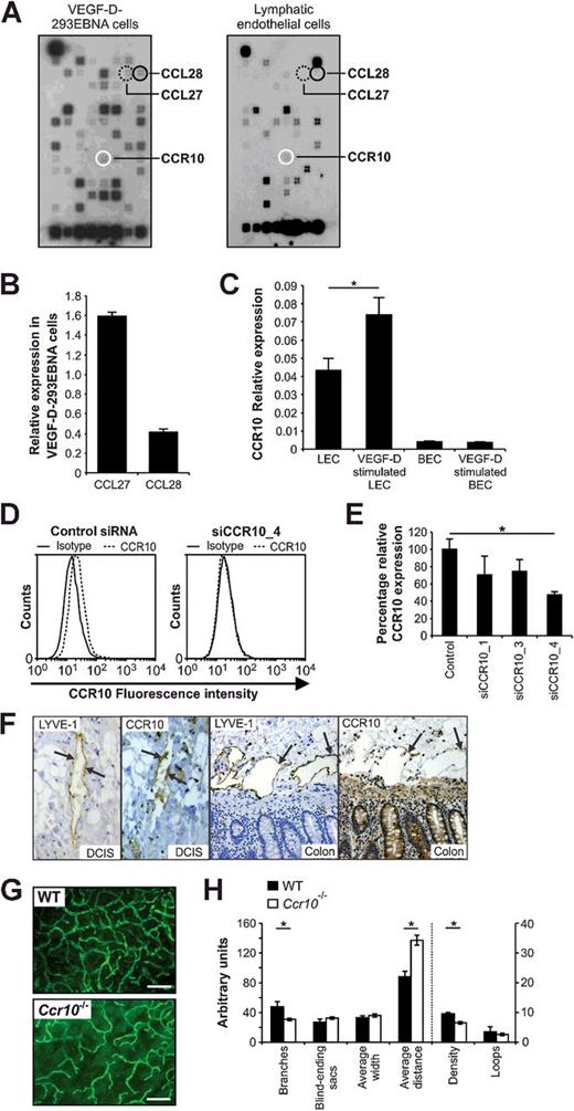 CCL27/CCL28–CCR10 Chemokine Signaling Mediates Migration of Lymphatic ...