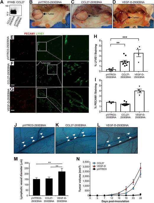 CCL27/CCL28–CCR10 Chemokine Signaling Mediates Migration of Lymphatic ...